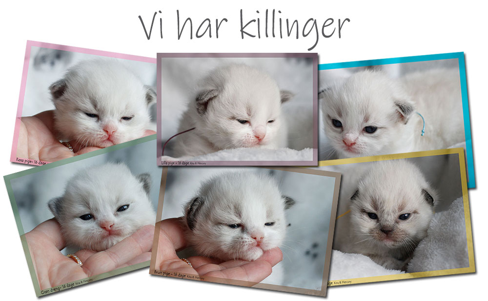 Makesi Ragdoll - Makesi Ragdoll