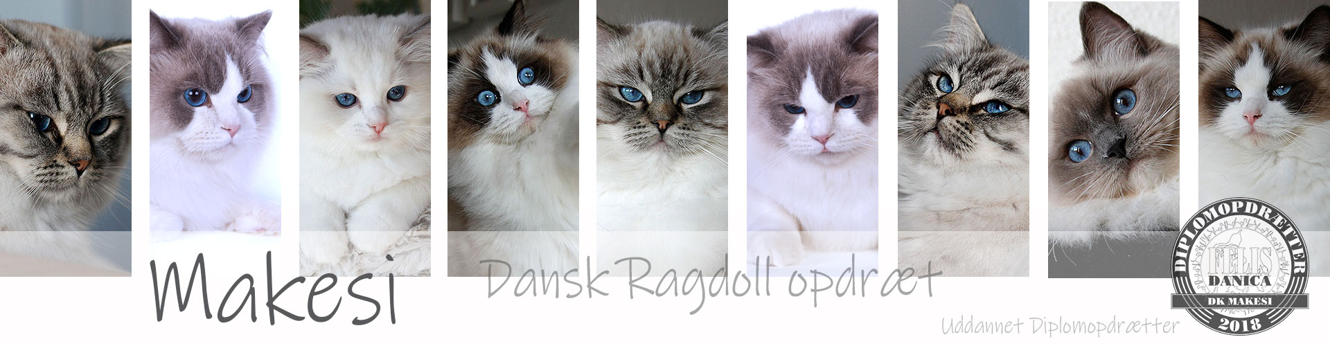 Gelati - Makesi Ragdoll