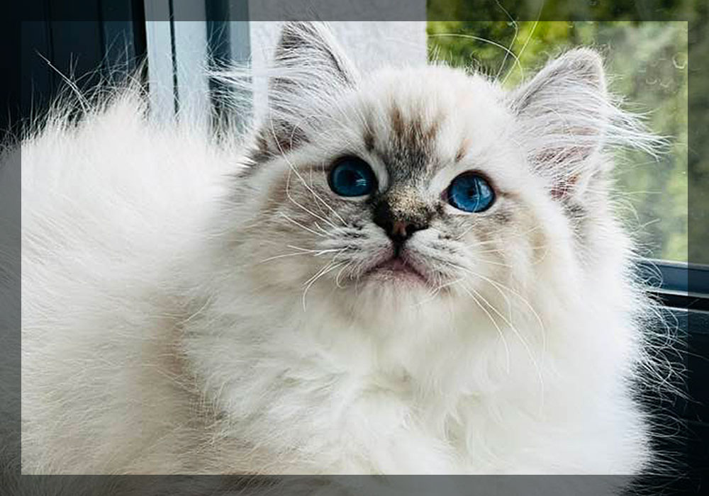 Royal Secret Attabiya - Makesi Ragdoll